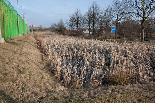 Regenwasser verdunsten | Landeshauptstadt Dresden